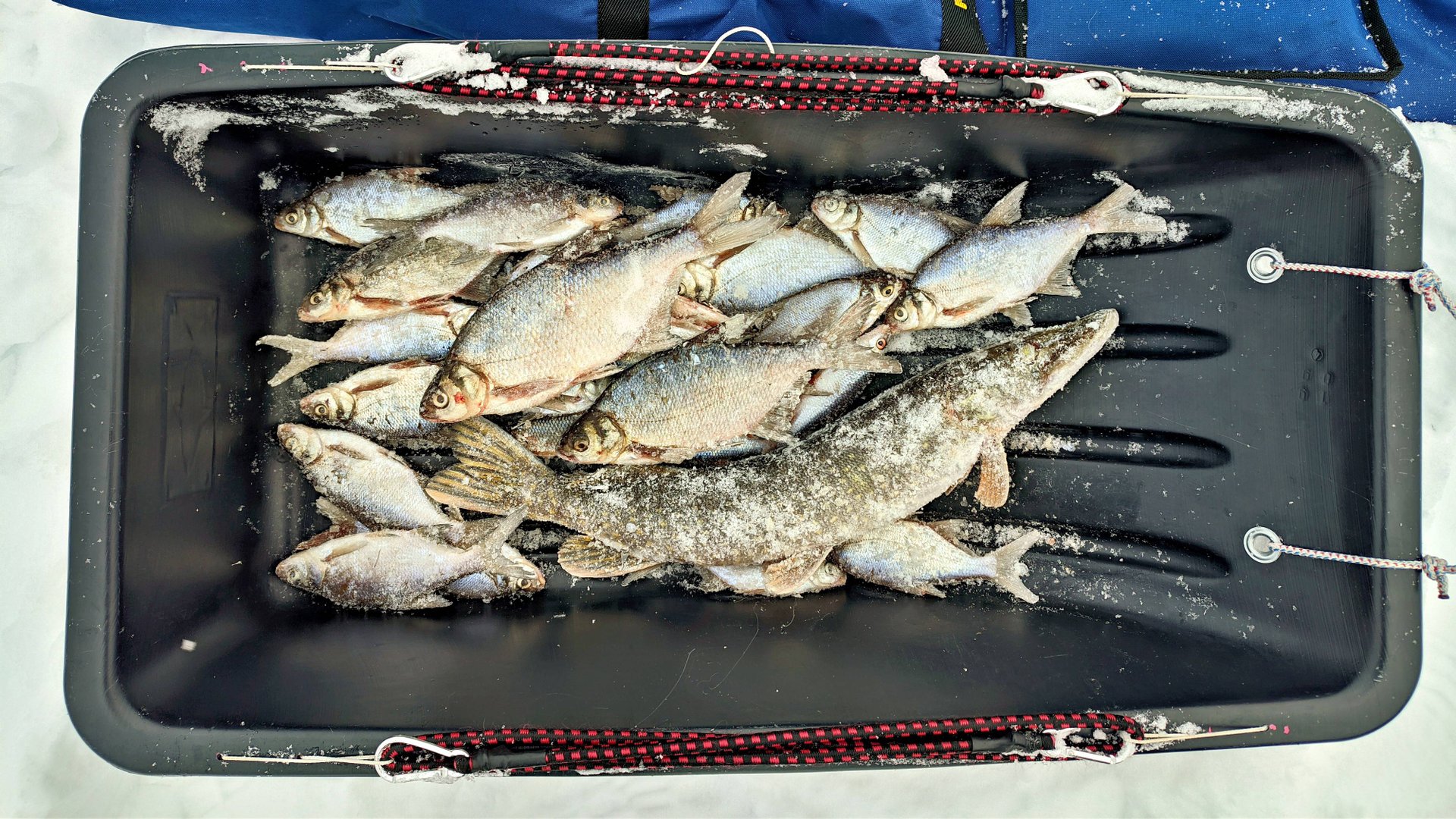 Говорят в глухозимье рыба не клюёт. Карпинск