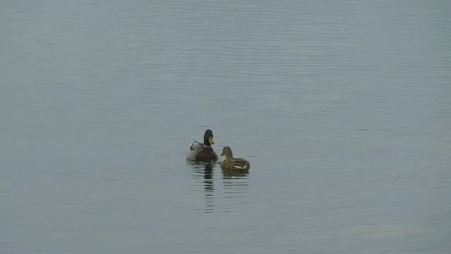 Брачные игры уток за 36 секунд