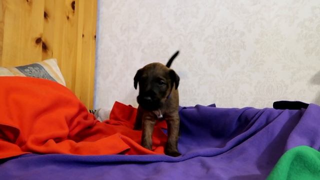 Ирландские терьеры : Щенки от Курта и Андреа . кобель, фиолетовая  лента