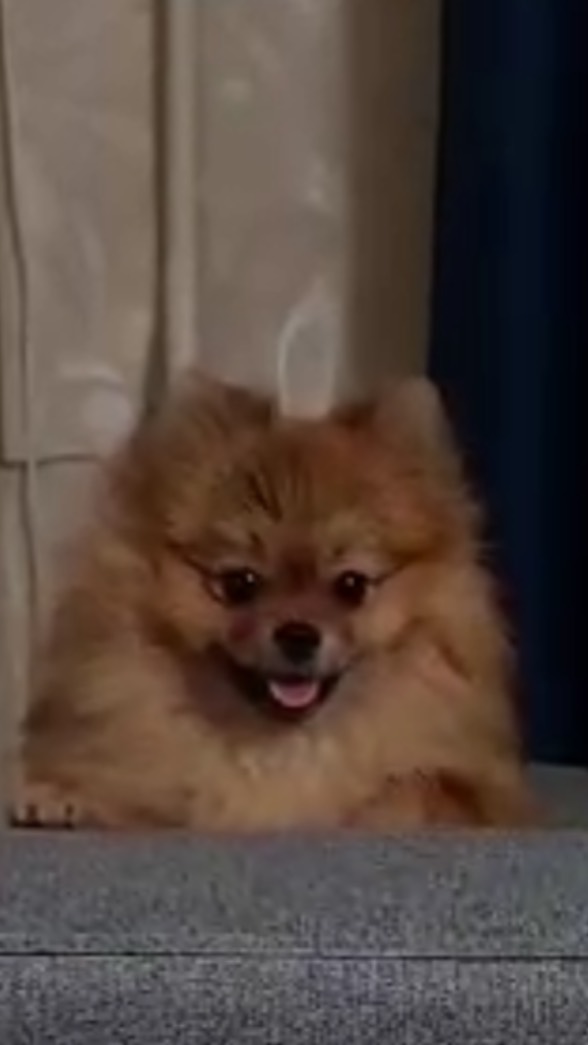 Годовалая девочка держит в страхе своих родителей