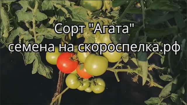 Советский сорт "Агата" Вывели 1987 году Под открытым небом полностью вызревает на кусту Семена у нас