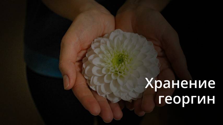 Как легко сохранить   клубни  георгинов