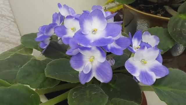 Фиалки! Как ухаживать зимой!