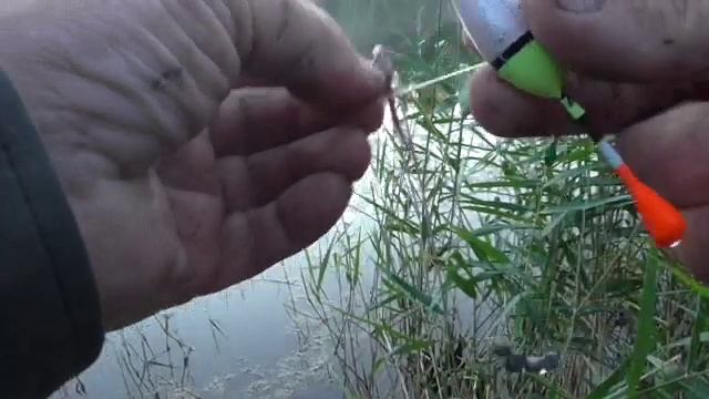 Рыбалка 15 августа Карась, окунь, ротан.