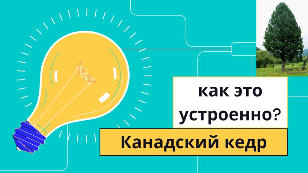 Канадский кедр: Тайны природы и секреты мастерства