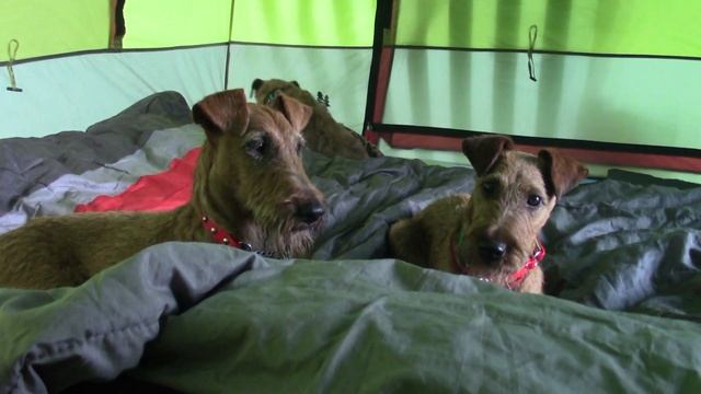 Ирландские терьеры : " Сентябрь . Каникулы . "