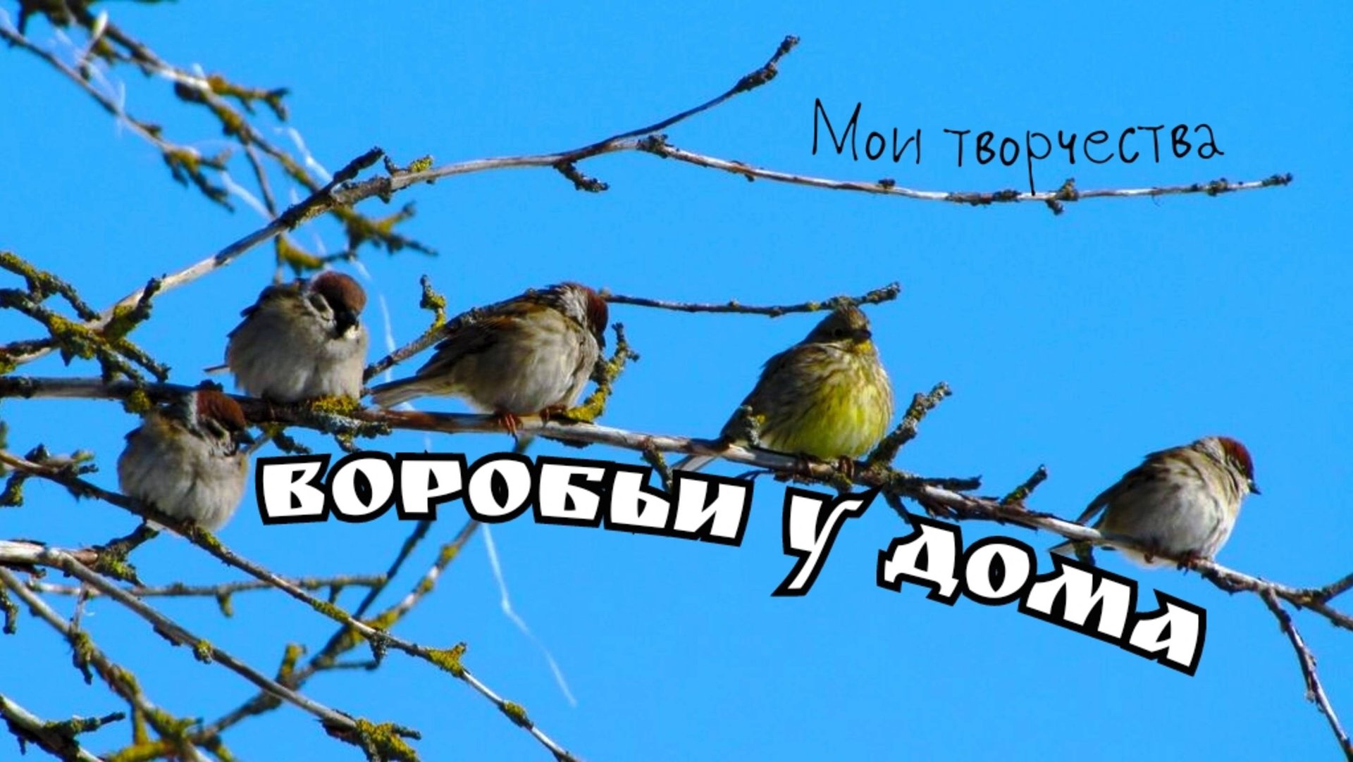 Мои стихи - Воробьи у дома