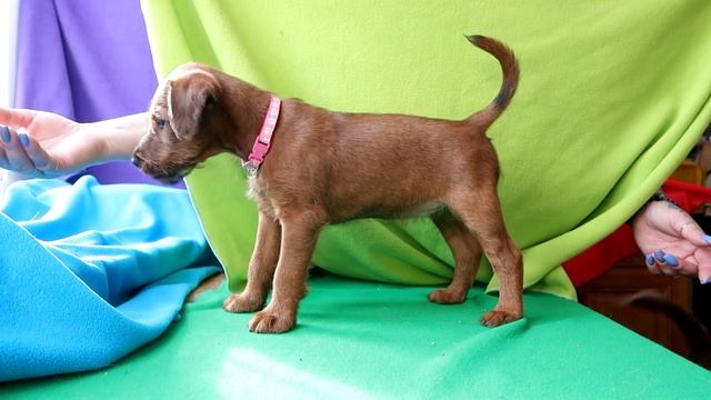 О ирландский терьер : Щенок Розовая лента (от Курта и Андреа . )