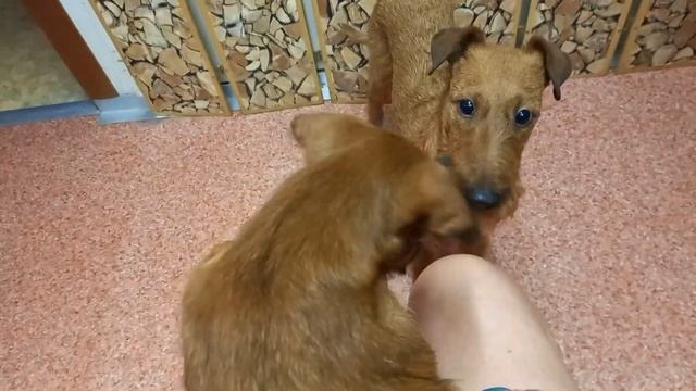 О ирландский терьер : К нам щенок Царевич приехал!