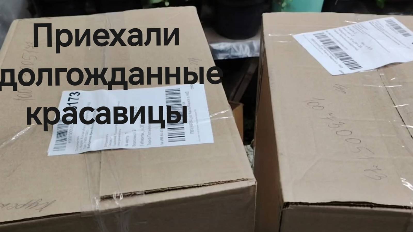 Распаковка посылки с гортензиями. Ждала красавиц!!!