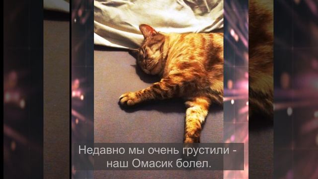 Оман. 4 года дома.