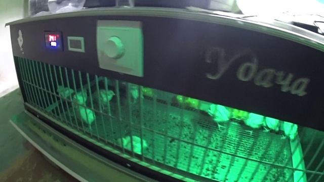 2 дня в огороде и это еще не всё