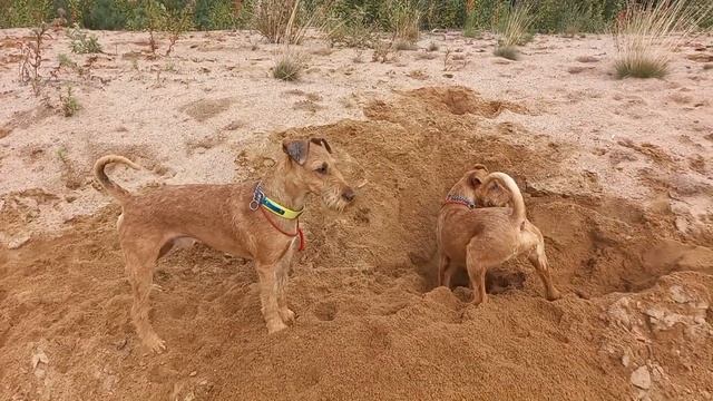 Ирландскик терьеры : " Клад , клад "