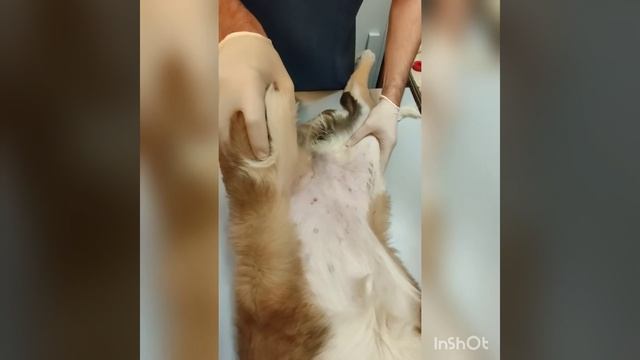 Тест ортолани у собаки, диагностика дисплазии.