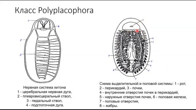 9 урок. Тип Mollusca(Моллюски). Зоология беспозвоночных. Подготовка к олимпиаде.