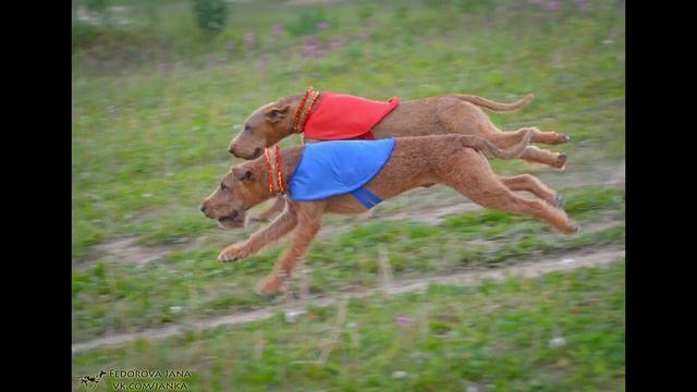 Ирландские терьеры :  на Курсинге лето 2015