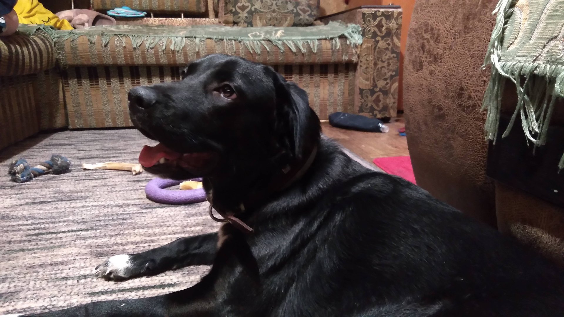 Метис лабрадора Лу́на учится ловить игрушки на шею