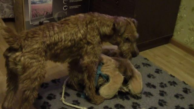 Ирландские терьеры  : оброс