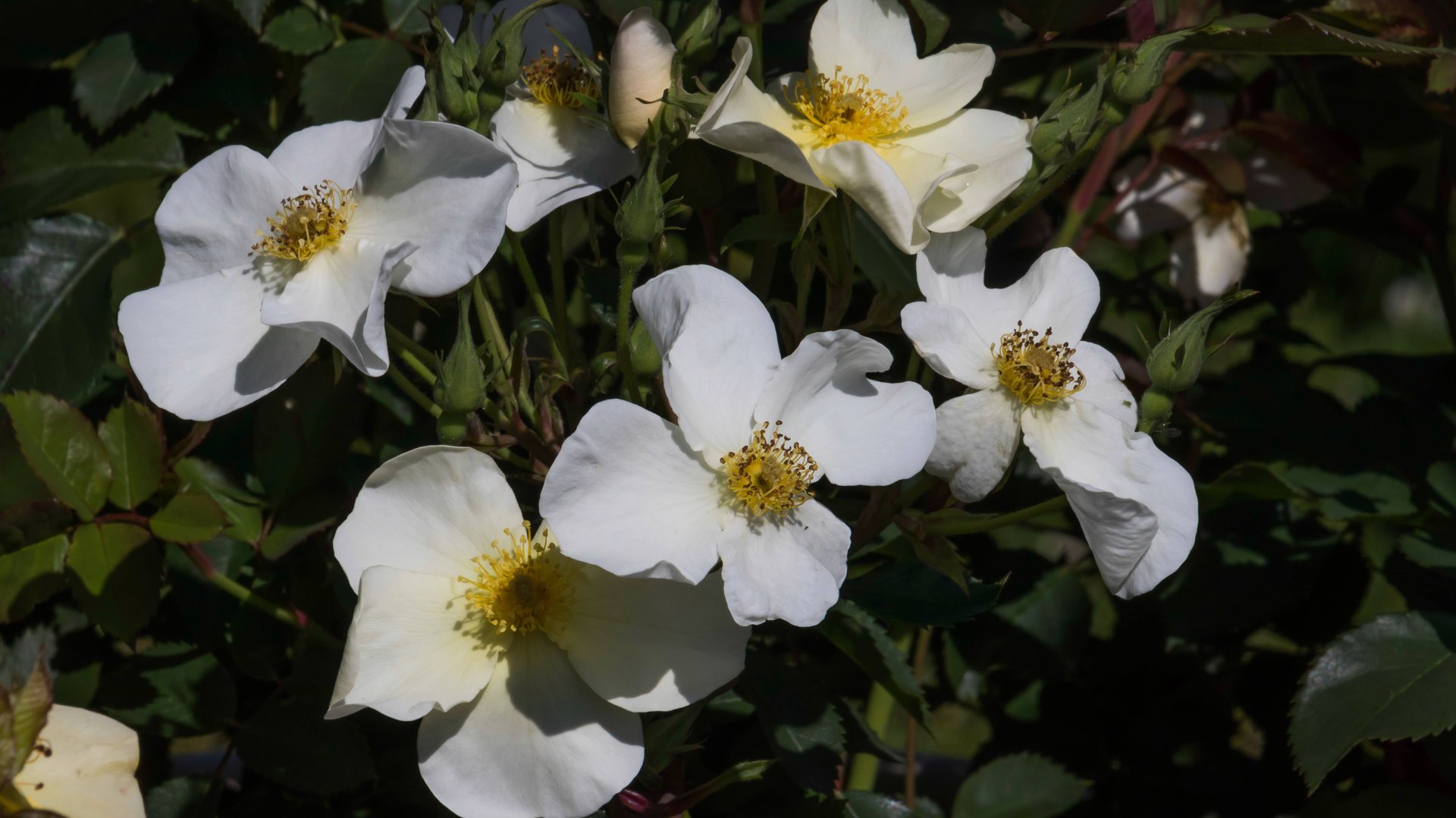 Роза Кью Гарденс Цветение