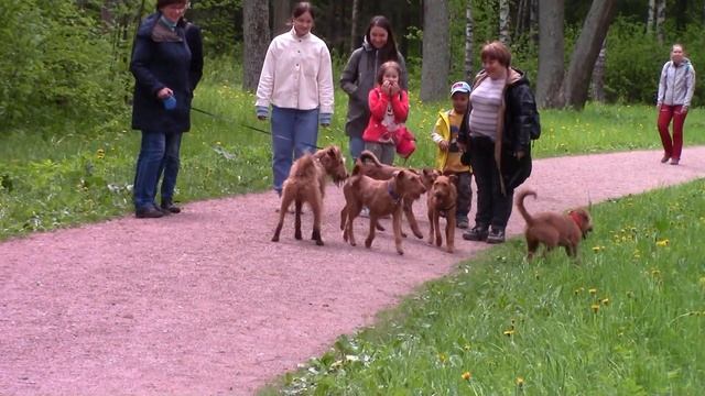 Ирландские терьеры : Пошумелки рыжих в парке . 2021 весна