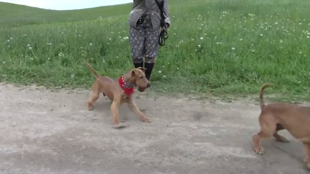 Ирландские  терьры :Курсинг за лазерной указкой  2015