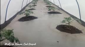 Грядка-термос, почему прозрачная плёнка, а не чёрная