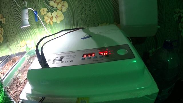 Перепелки с чесноком