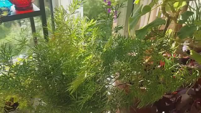 мой домашний садик - растения в июне 2024. Рената Смирнова. Рига