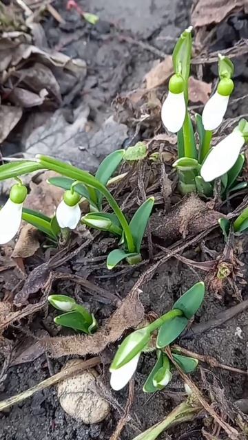 ПОДСНЕЖНИКИ ЗАЦВЕЛИ