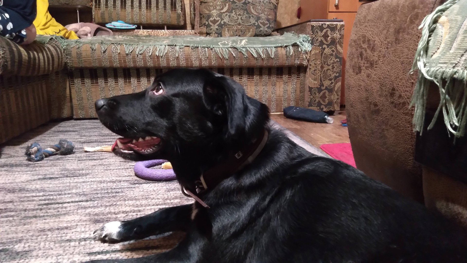 Лабрадор Лу́на учится прыгать через барьер