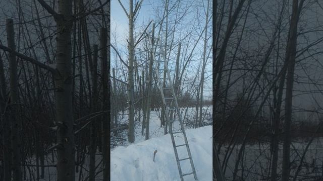 Правильно Убираем тополя