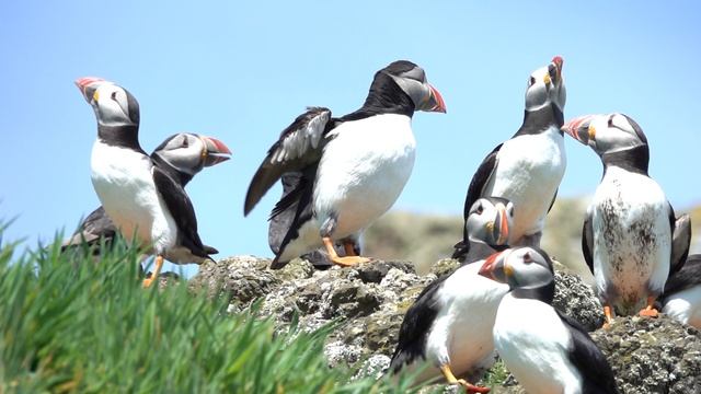 11939773_1920_1080_25fps