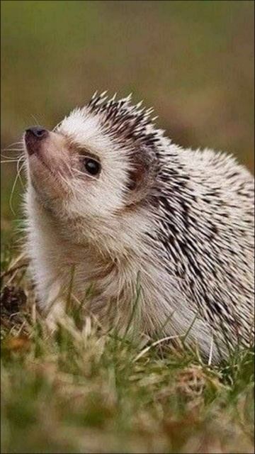 Ёжик Фыркает и Пыхтит. Звук Ежа