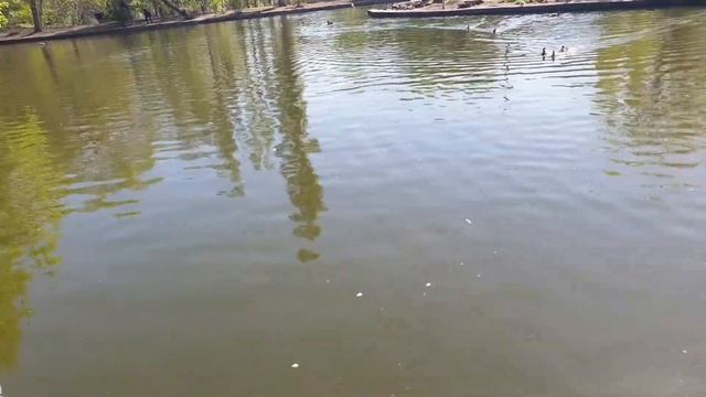 Кормим уточек и всех сподряд в парке Горького
