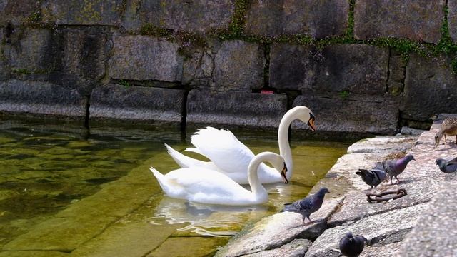 11921447_1920_1080_24fps