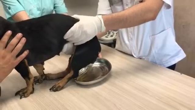 Как мануально отвести мочу