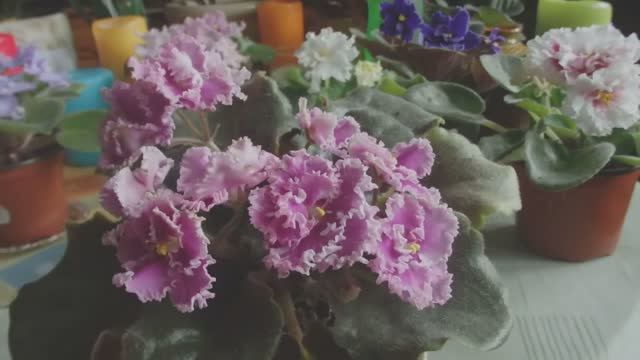 фиалки - пополнение коллекции. Рената Смирнова. Рига.