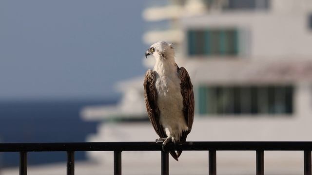 11975494_1920_1080_30fps