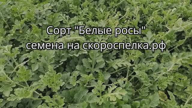 Экзотический арбуз "Белые росы" сорт отлично вызревает в Новосибиске под открытым небом Семена у нас