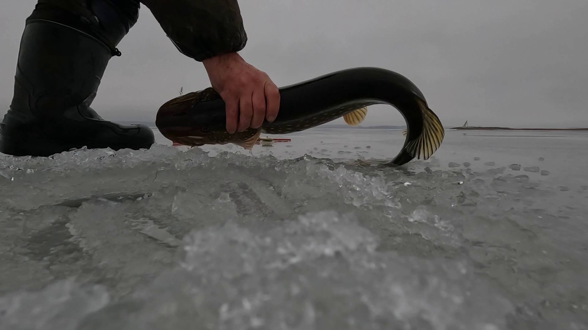 Лёд с ладонь Первые рыбины .ВОТ ТАКИЕ !