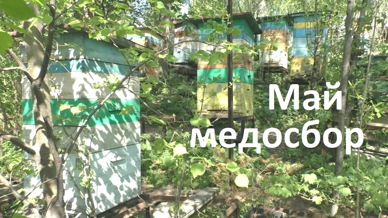 Вот и майский медосбор