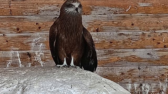 зоопарк Нальчик