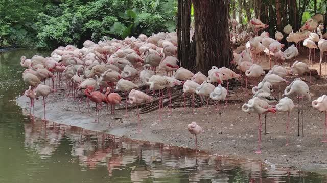 Китай. Гуанчжоу. Зоопарк, часть 4.