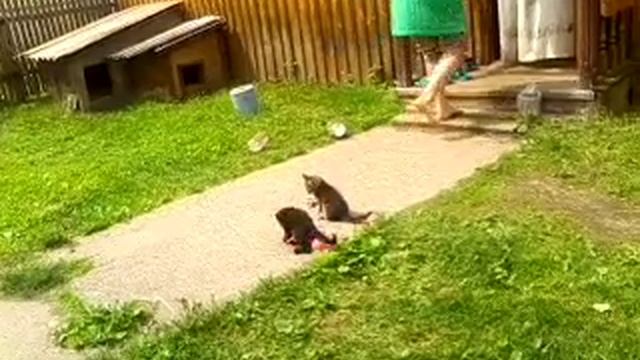 2016 Черный кот.mp4