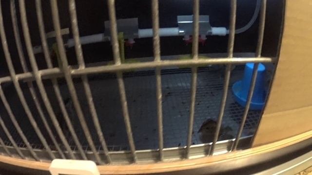 Распаковка посылок для перепелок и не только