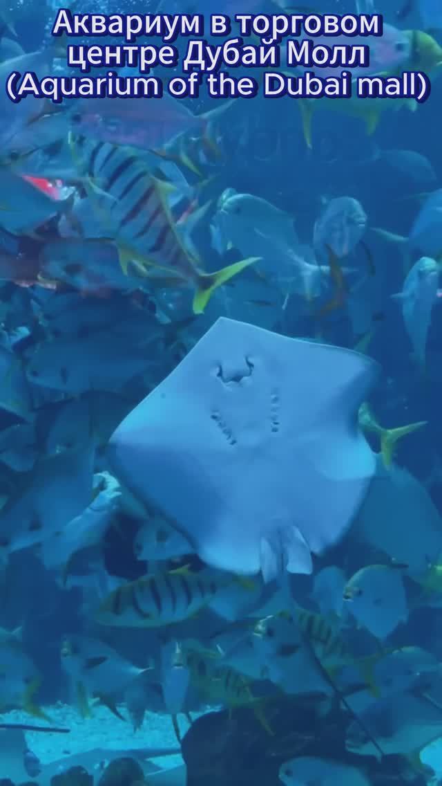 Аквариум в торговом центре Дубай Молл (Aquarium of the Dubai mall)
