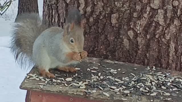 Санкт-Петербург январь 2025 г. Крестовский остров.