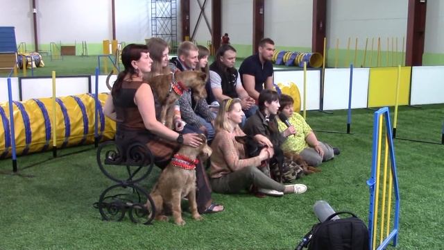 Ирландские терьеры : Фильм Фильм Фильм - Мы актёры !