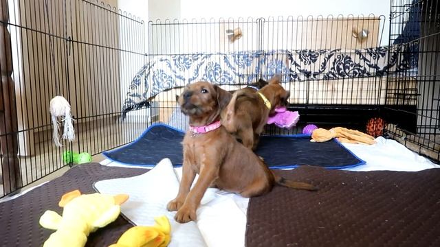 О ирландский терьер : ЩЕНКИ КУРТА и  АНДРЕА. Куча мала :)