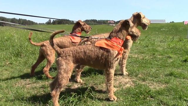 Ирландские терьеры : Девушка-ТРОПИКАНА в лесу и на  КУРСИНГе